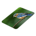 Female Eastern Bluebird, Sialia sialis Magnet | Zazzle