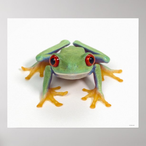 Frog Posters & Prints | Zazzle
