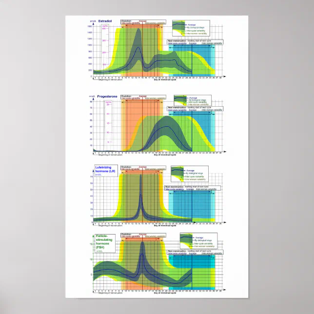 Female Hormones Menstrual Cycle Chart Poster | Zazzle