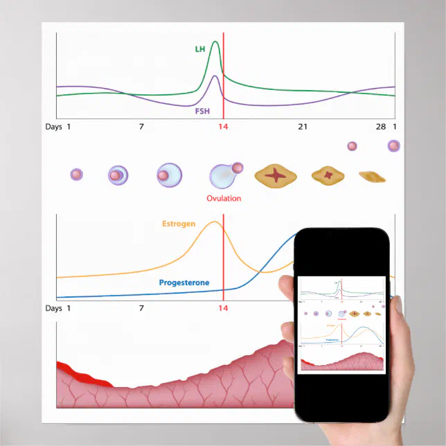 Female menstrual cycle Poster | Zazzle