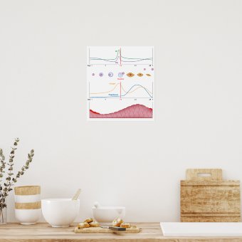 Female menstrual cycle Poster | Zazzle