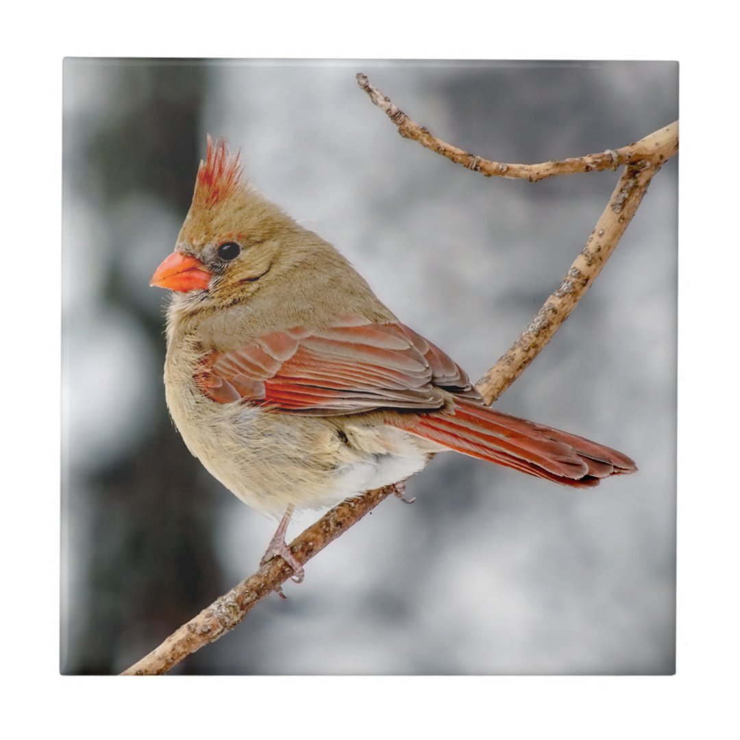 Female Northern Cardinal Ceramic Photo Tile | Zazzle