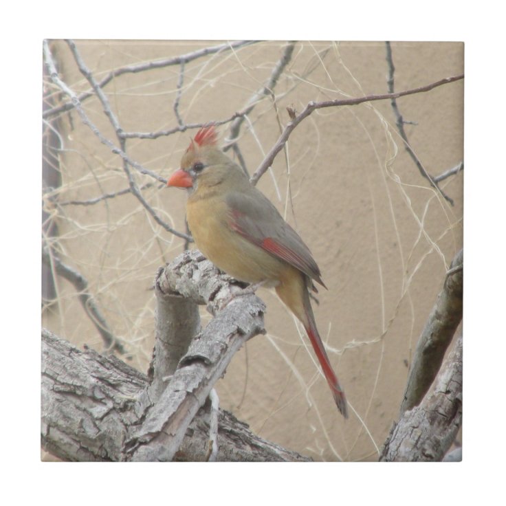 Female Northern Cardinal Ceramic Tile | Zazzle