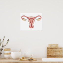 Female Reproductive System 2 Poster | Zazzle