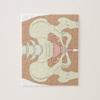 Female Reproductive System 3 Jigsaw Puzzle | Zazzle