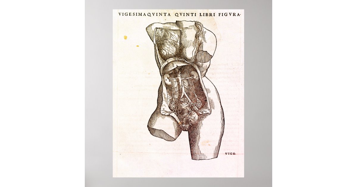 Female Reproductive System Medical Illustration Poster | Zazzle