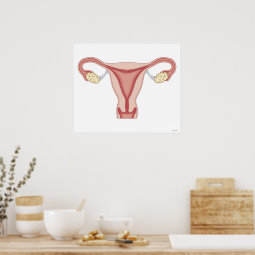Female Reproductive System Poster | Zazzle