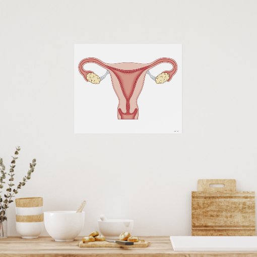 Female Reproductive System Poster | Zazzle