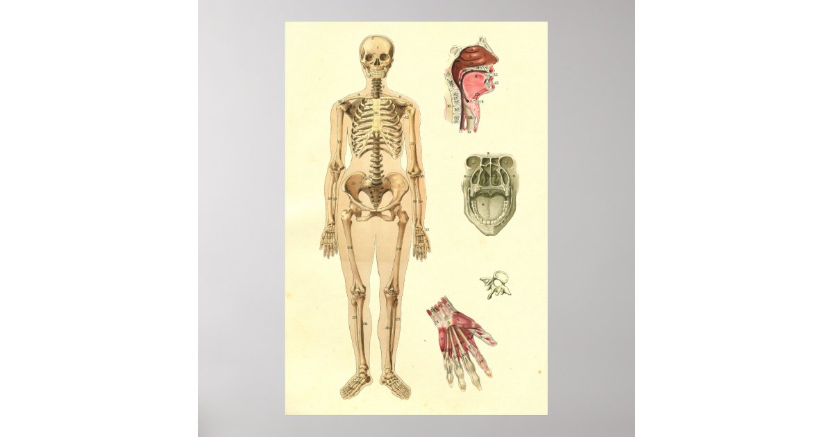 Female Skeletal Anatomy Poster | Zazzle