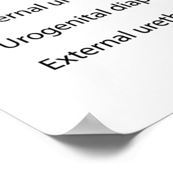 Female urinary system labeled poster | Zazzle