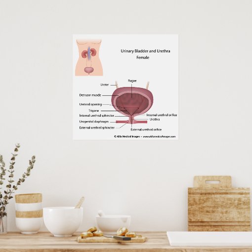 Female urinary system labeled poster | Zazzle