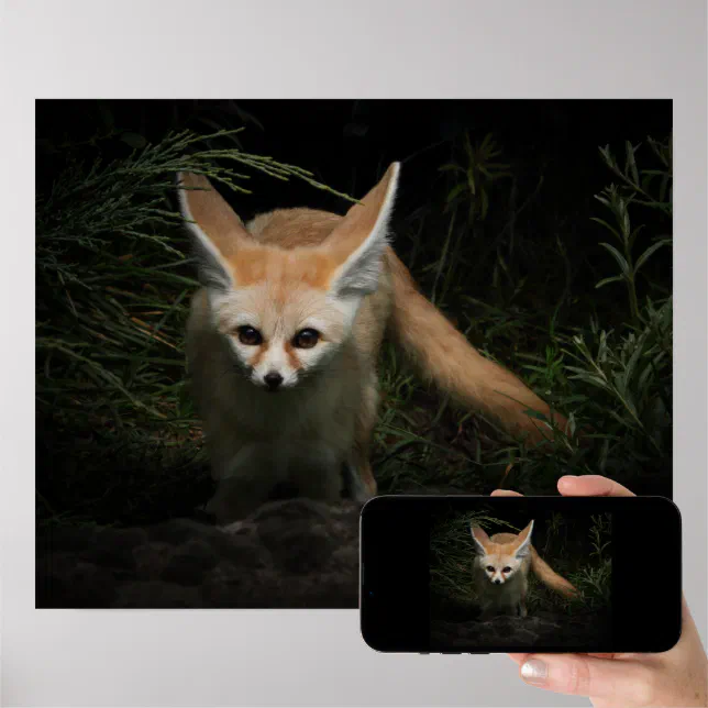Fennec Fox Poster | Zazzle