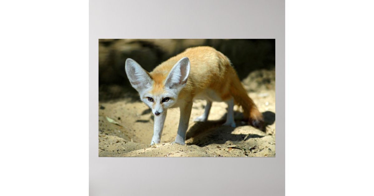 Fennec fox poster | Zazzle