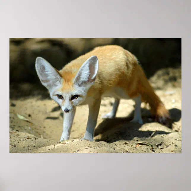 Fennec fox poster | Zazzle