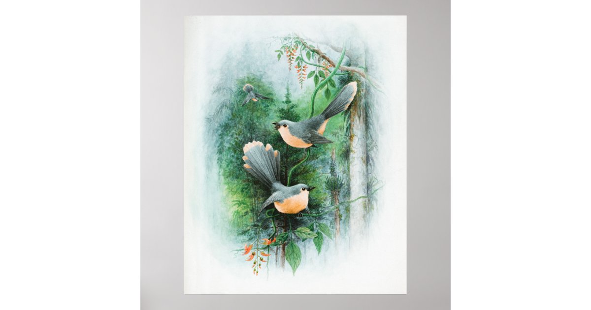 Fentail Wrens Animal Wildlife Bird Poster | Zazzle