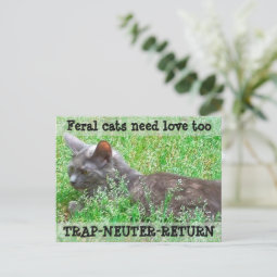 Feral Cats Need Love - TNR Postcard | Zazzle