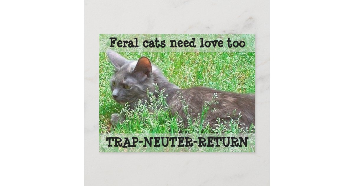Feral Cats Need Love - TNR Postcard | Zazzle