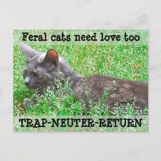 Feral Cats Need Love - TNR Postcard | Zazzle