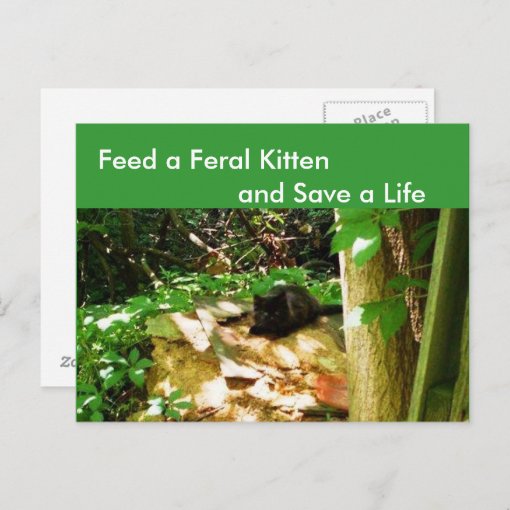 Feral Kittens in Forest Den Postcard | Zazzle
