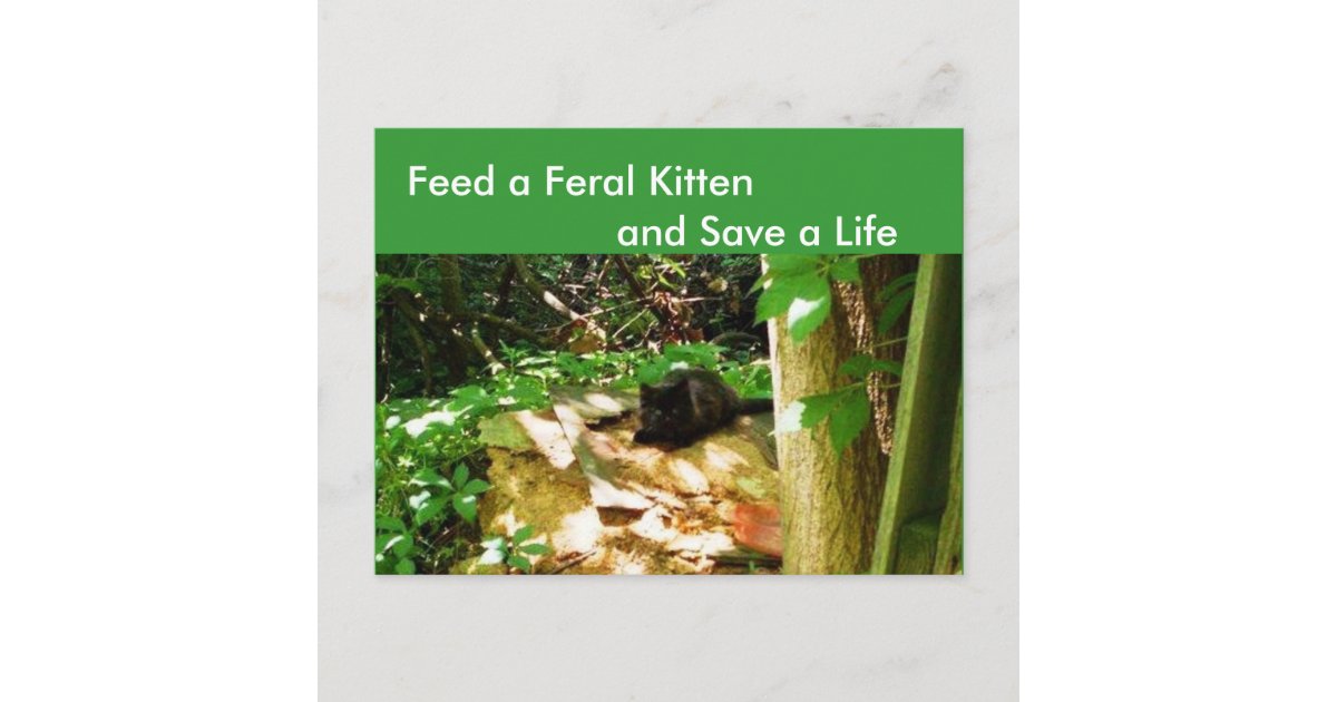 Feral Kittens in Forest Den Postcard | Zazzle