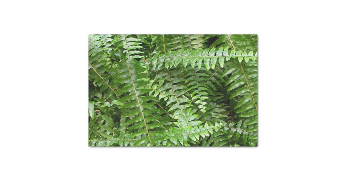 Fern Fronds I Green Nature Tissue Paper | Zazzle