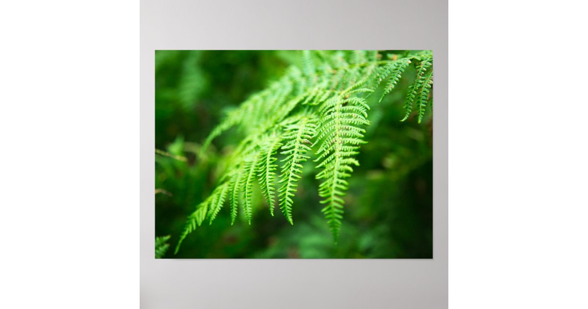 Fern Picture Poster | Zazzle