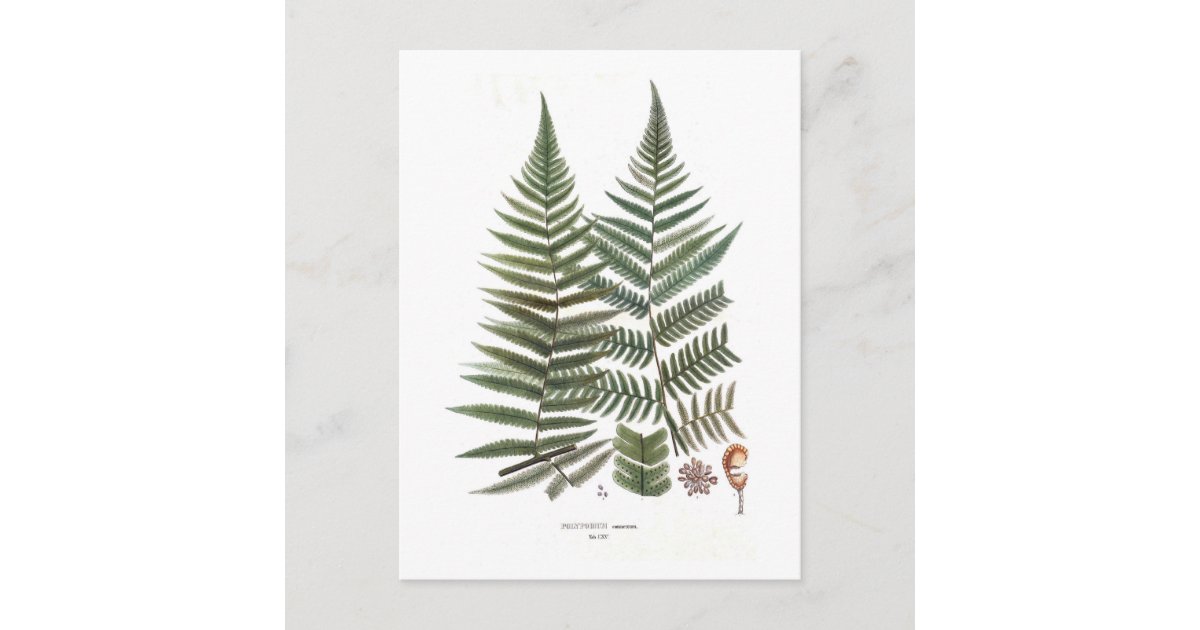 Fern Postcard | Zazzle
