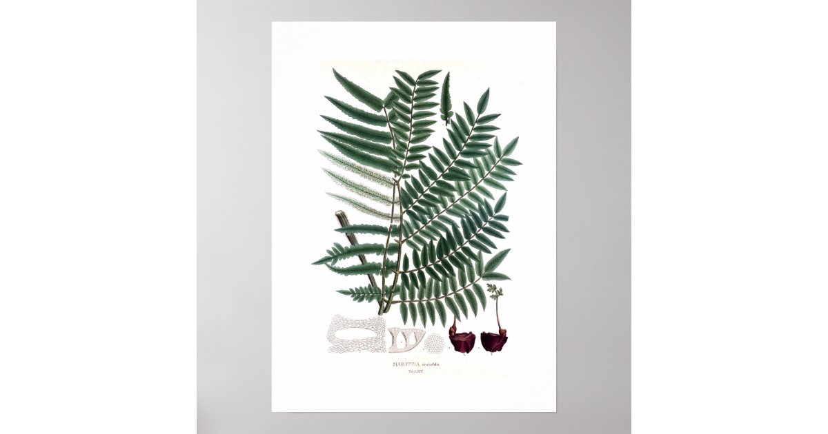 Fern Poster | Zazzle