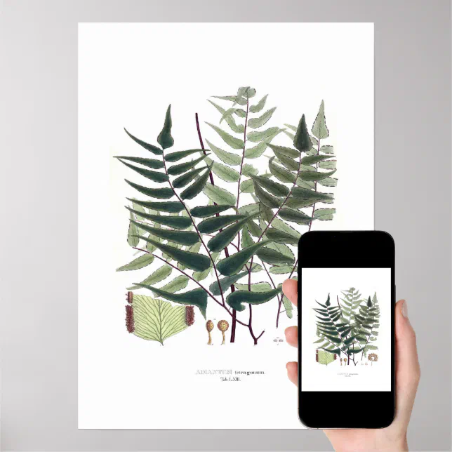 Fern Poster | Zazzle