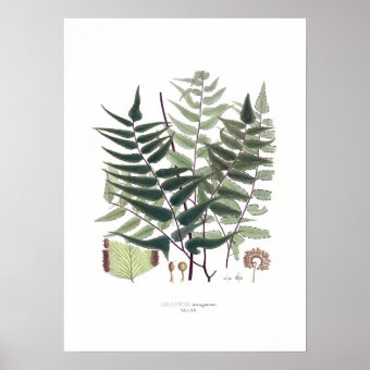 Fern Poster | Zazzle