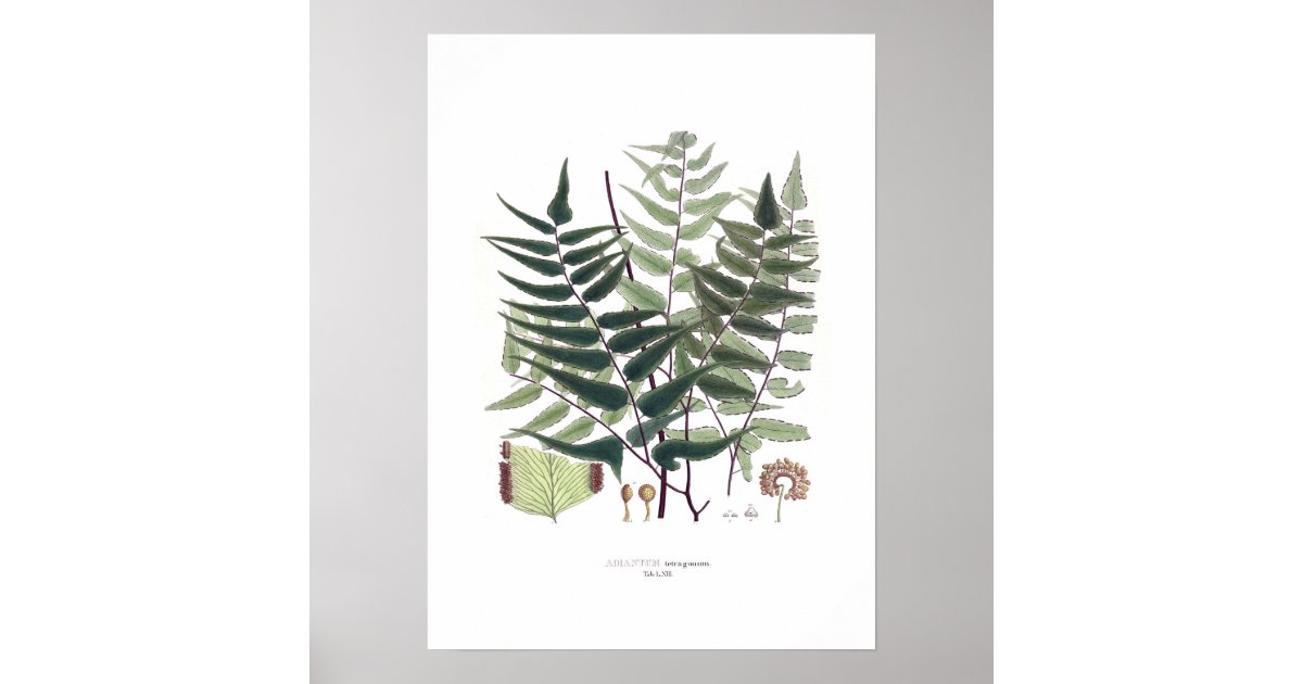 Fern Poster | Zazzle