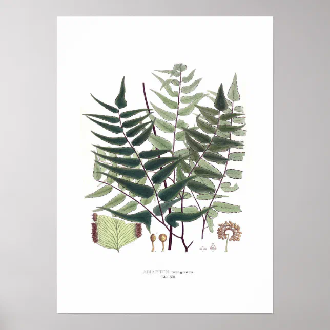 Fern Poster | Zazzle