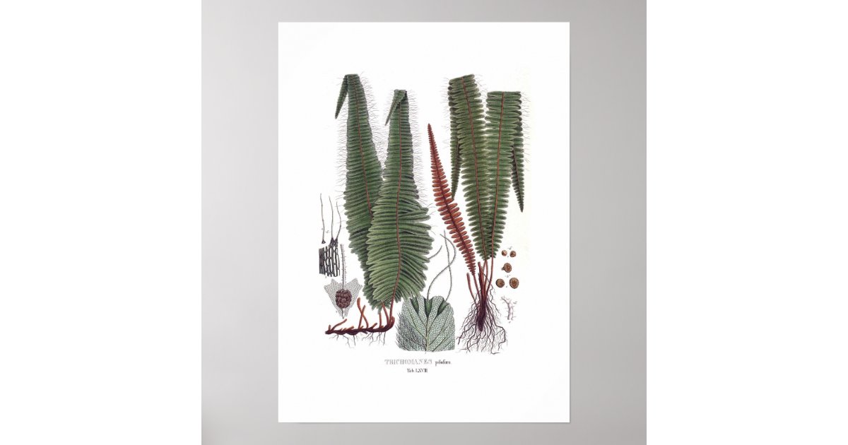 Fern Poster | Zazzle