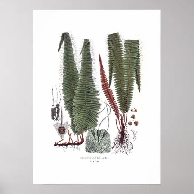 Fern Poster | Zazzle