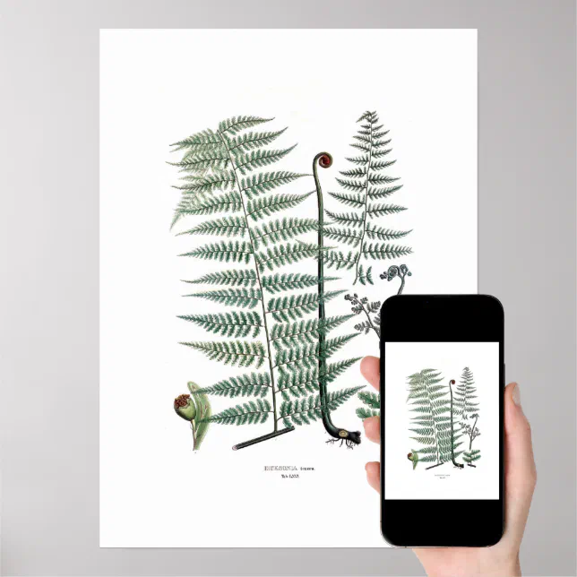 Fern Poster | Zazzle