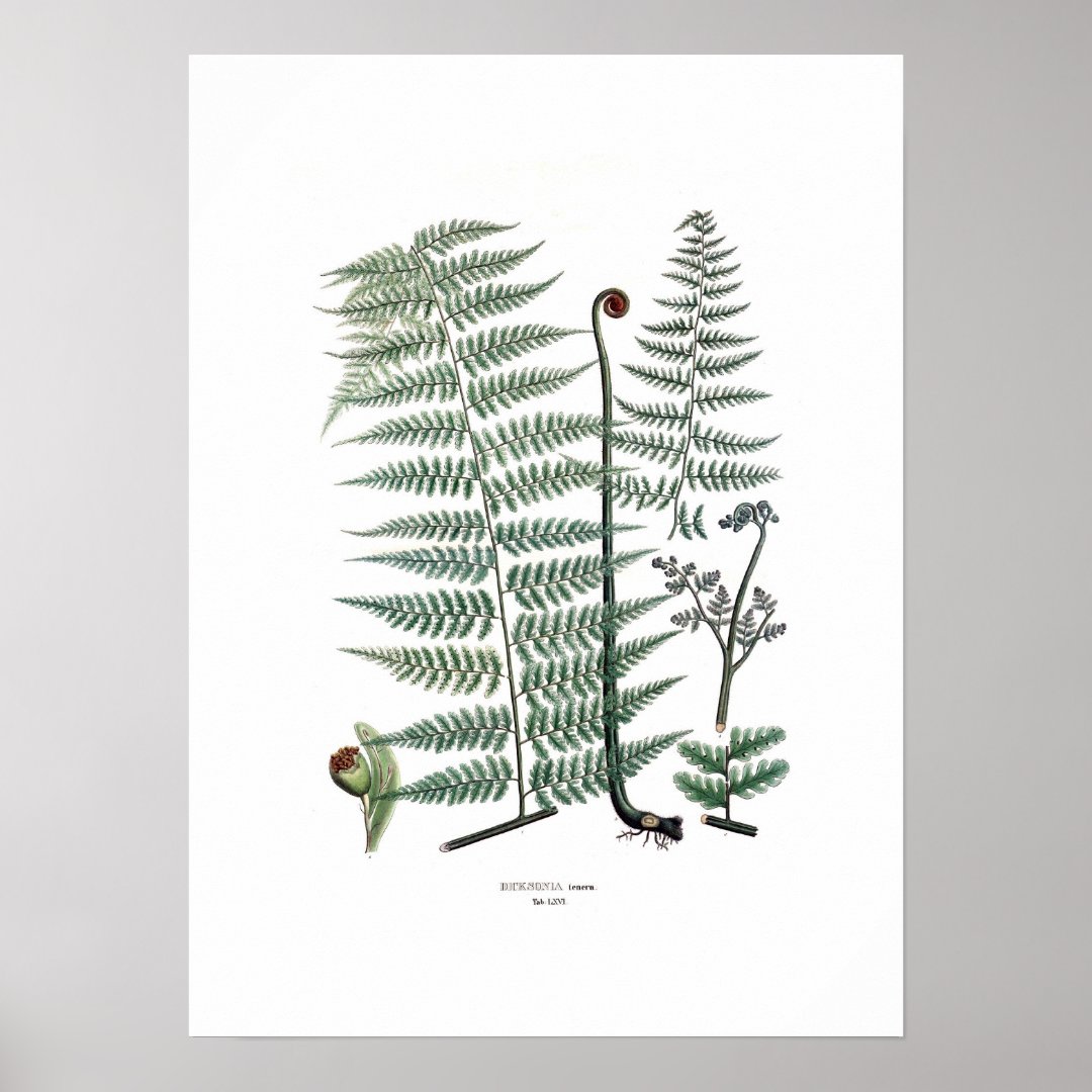 Fern Poster | Zazzle