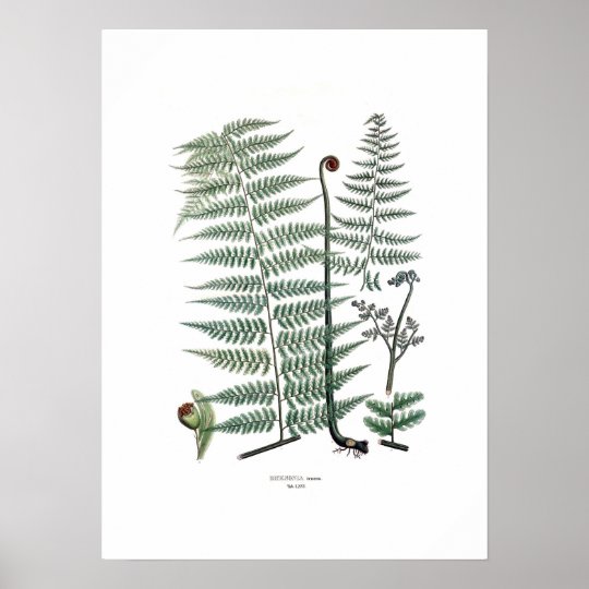 Fern Poster | Zazzle.com