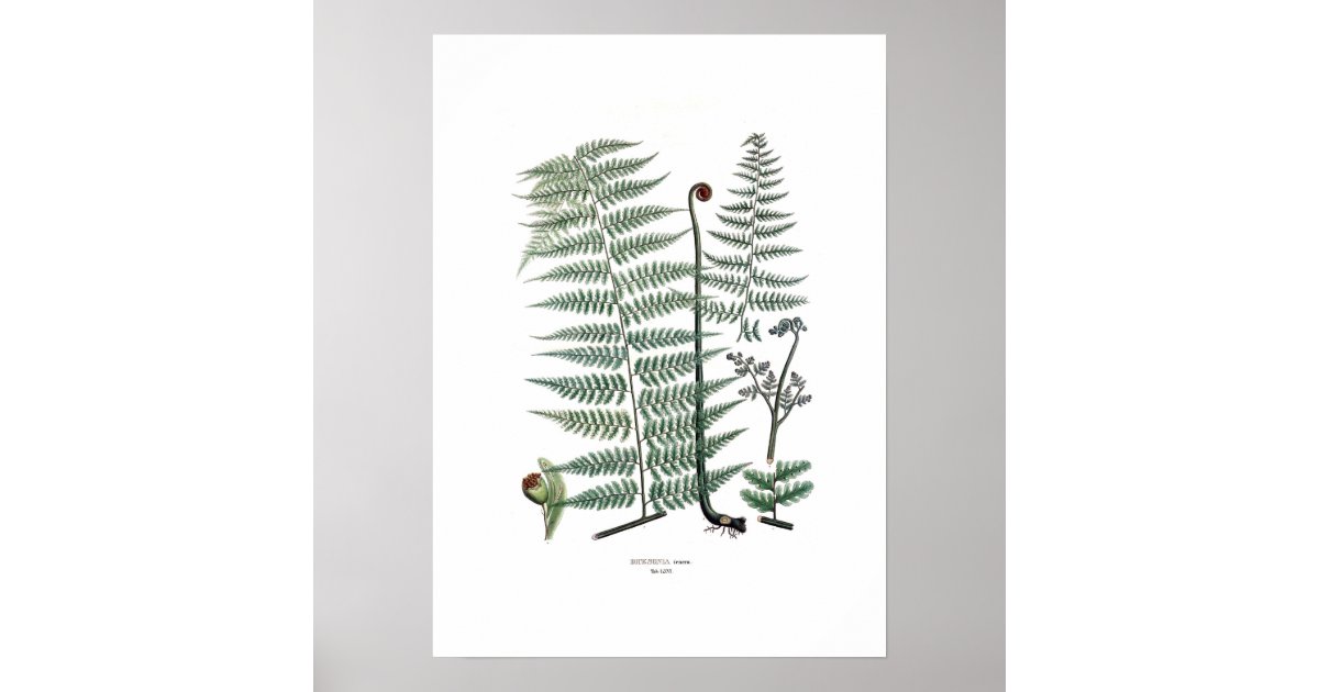 Fern Poster | Zazzle