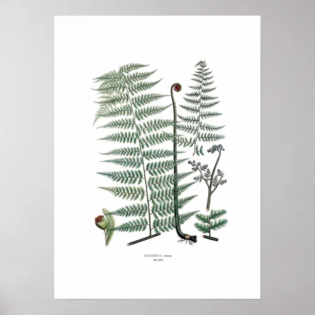 Fern Poster | Zazzle