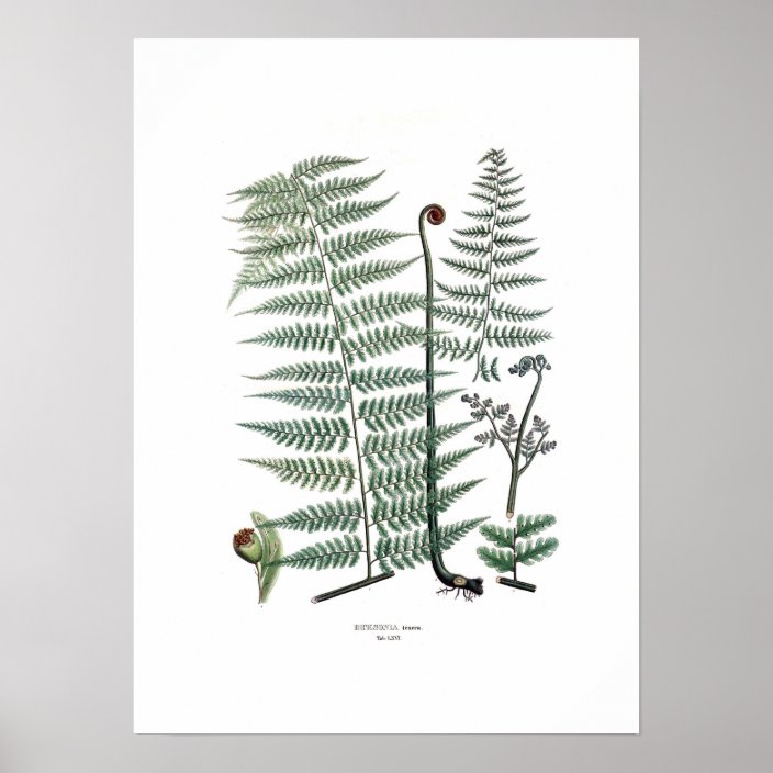 Fern Poster | Zazzle.com