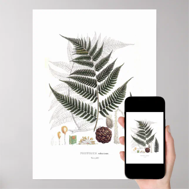 Fern Poster | Zazzle