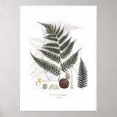 Fern Poster | Zazzle
