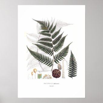 Fern Poster | Zazzle