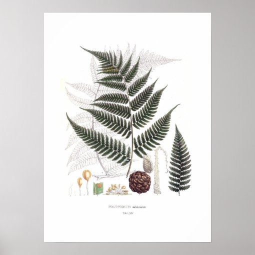 Fern Poster | Zazzle