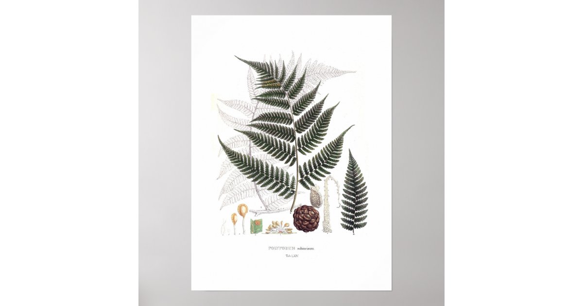 Fern Poster | Zazzle