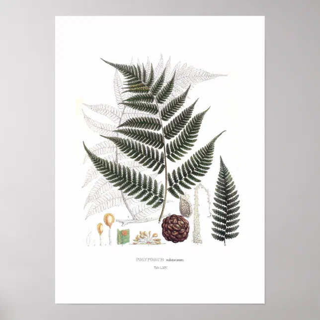Fern Poster | Zazzle