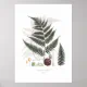 Fern Poster | Zazzle
