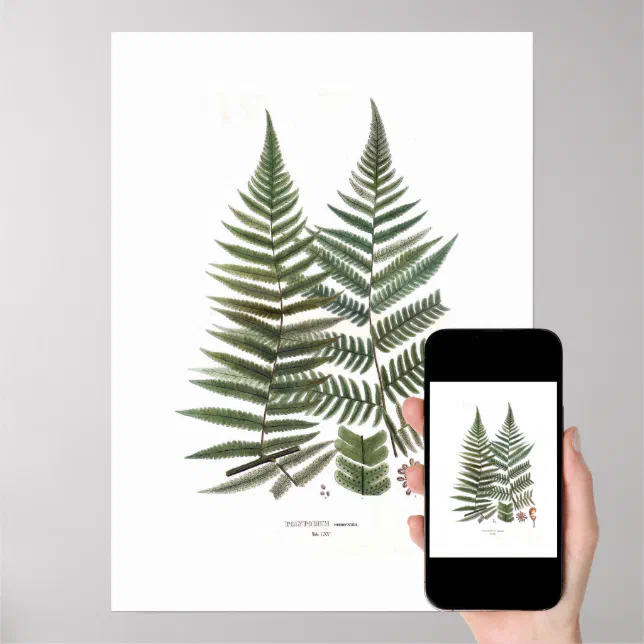Fern Poster | Zazzle
