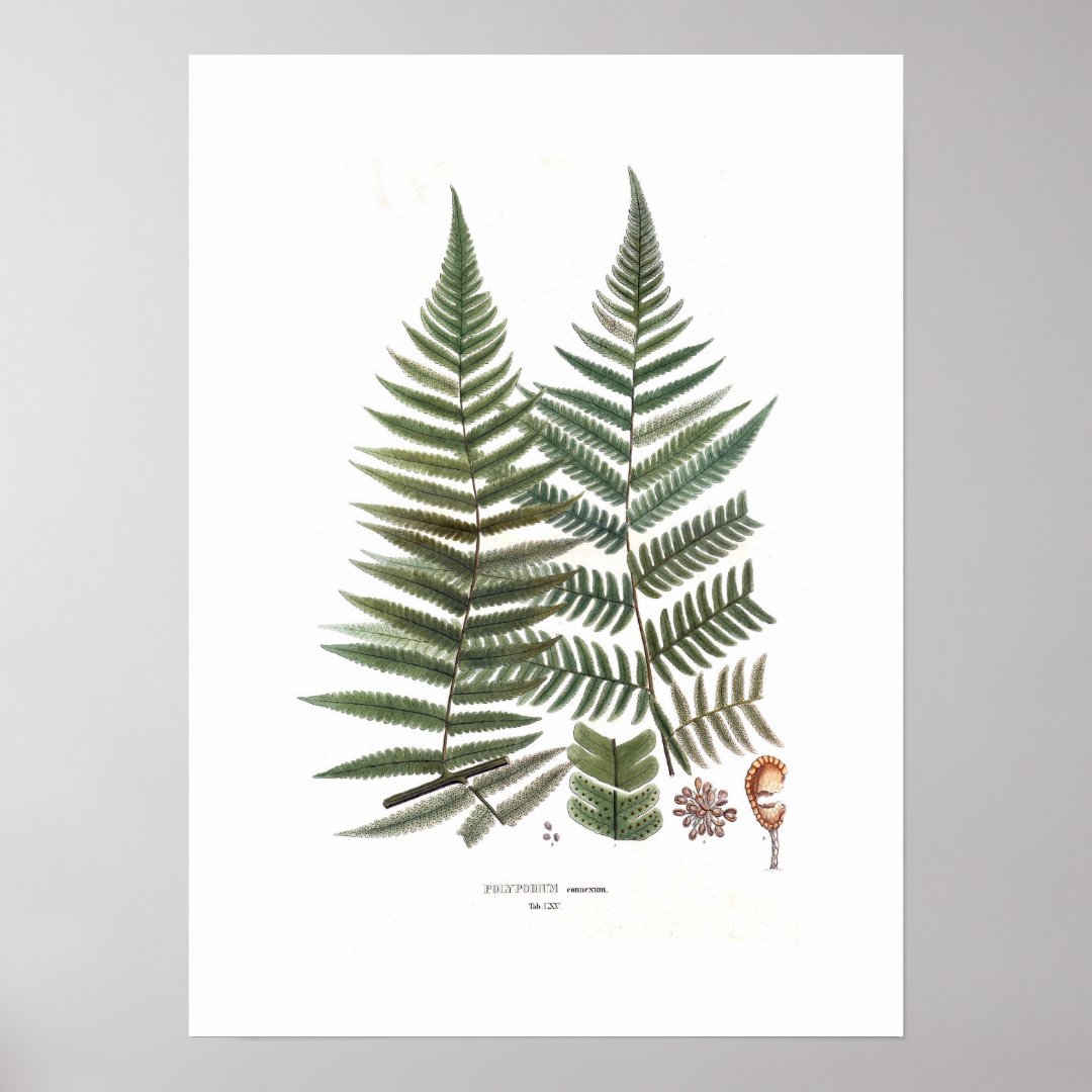 Fern Poster | Zazzle