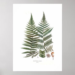Fern Poster | Zazzle